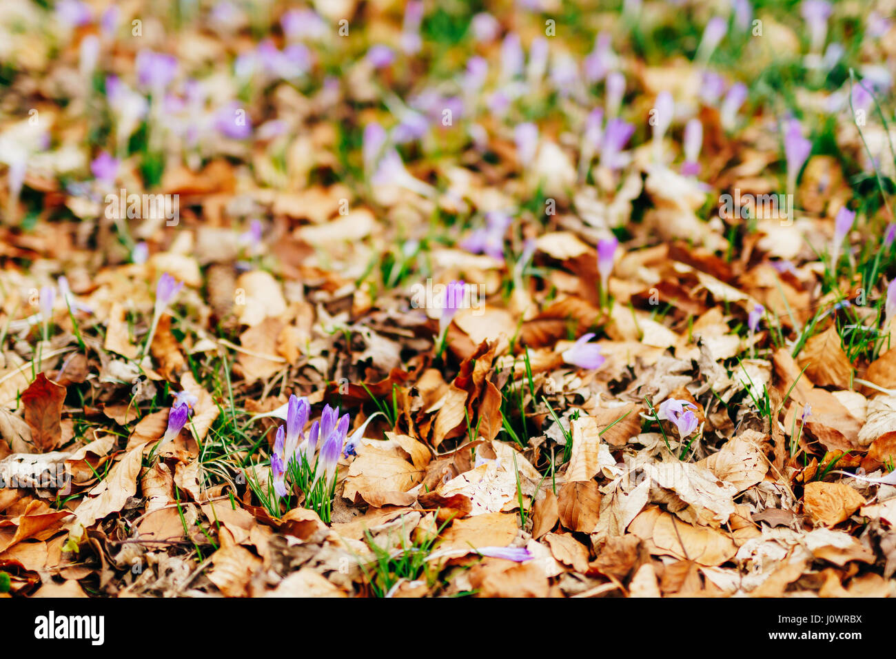 Many crocuses in dry autumn leaves. A field of crocuses in yellow ...