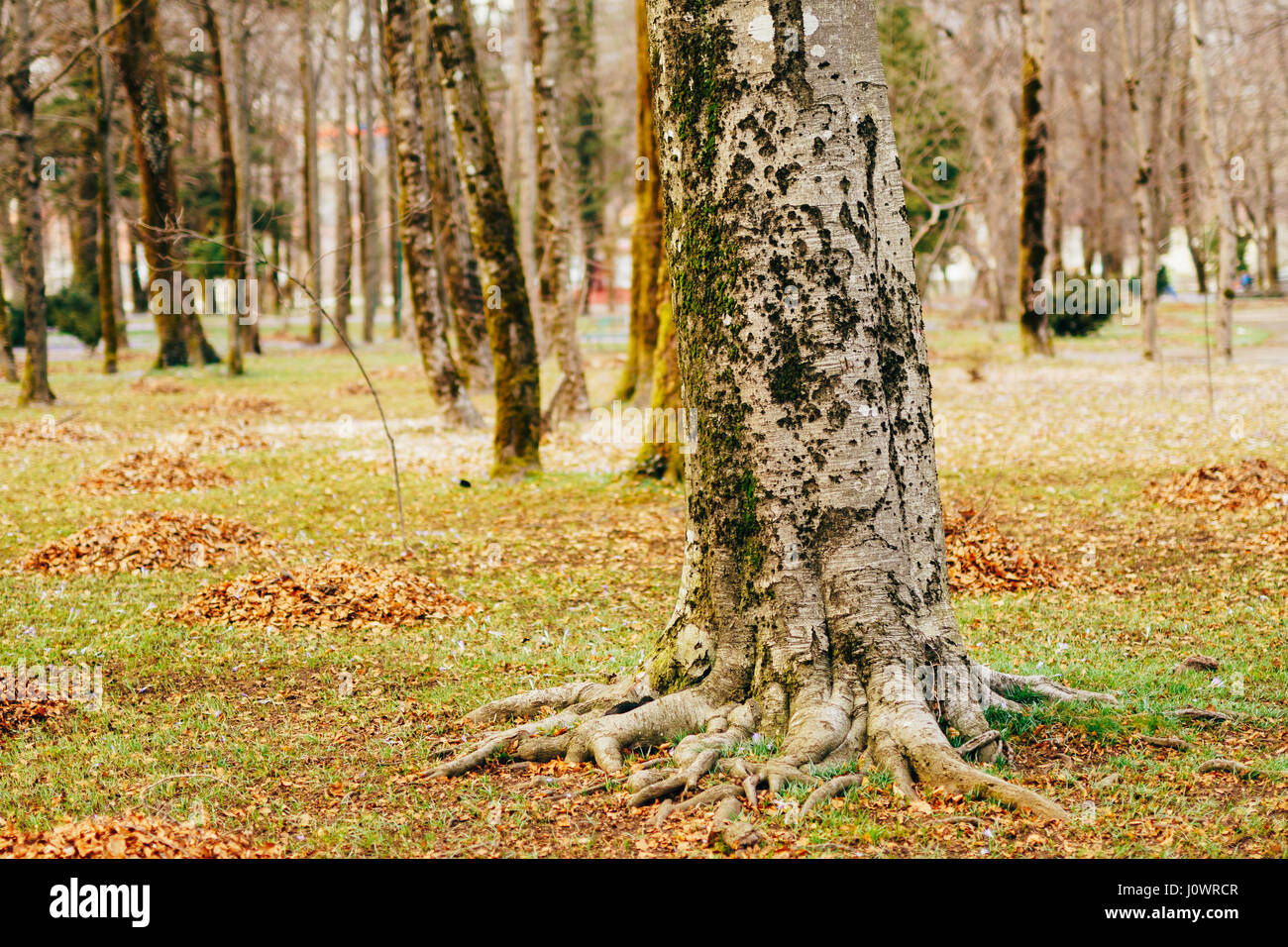 Mighty roots of trees. Trees in the autumn forest Stock Photo - Alamy