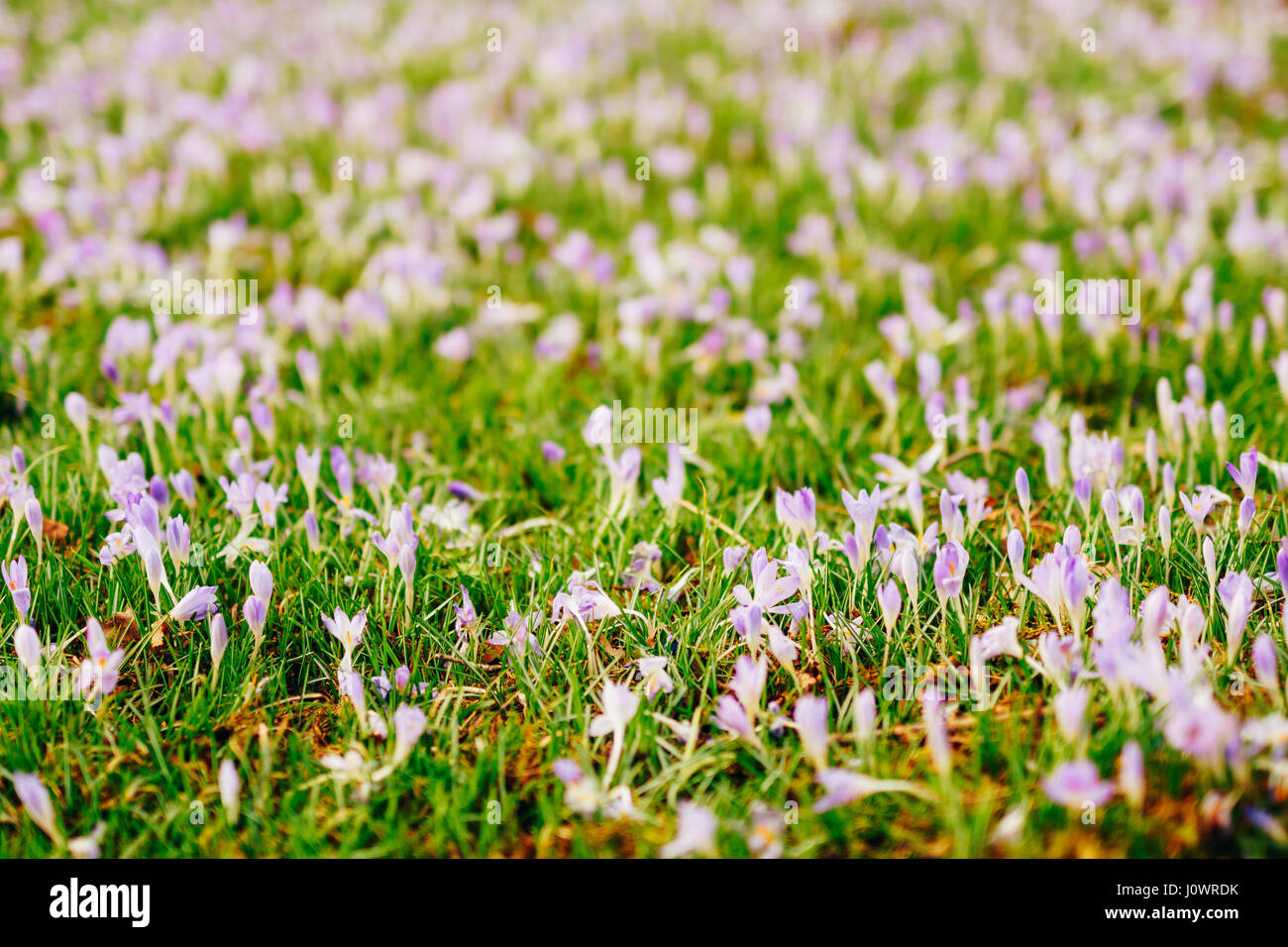 A lot of crocuses in the grass. A field of crocuses in green grass in ...