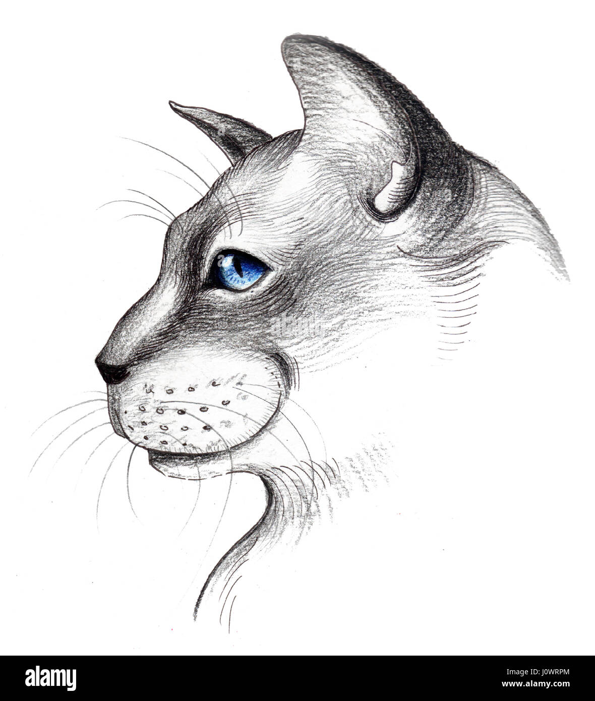 Cat sketch hi-res stock photography and images - Alamy