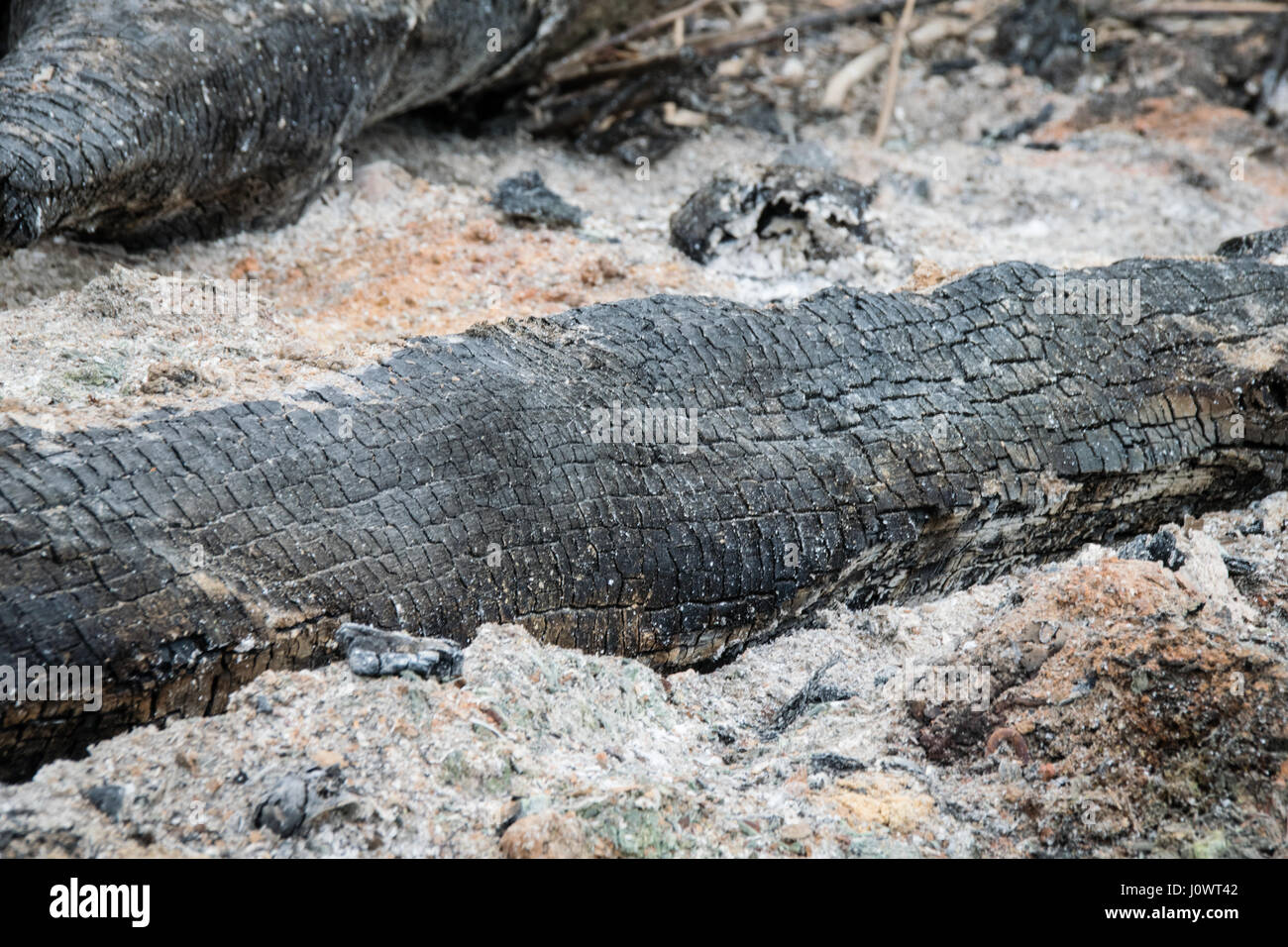 Charcoaled remains and ash of tree trunk fire wood Stock Photo - Alamy
