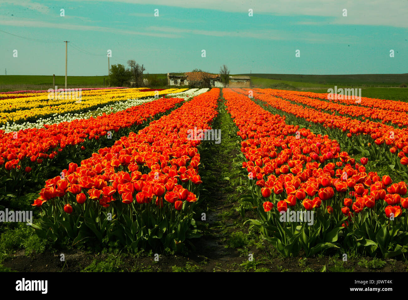 field of tulips Stock Photo - Alamy