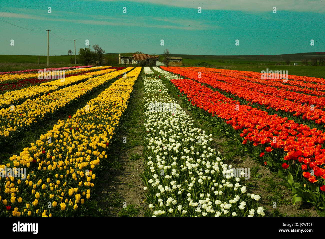 field of tulips Stock Photo - Alamy