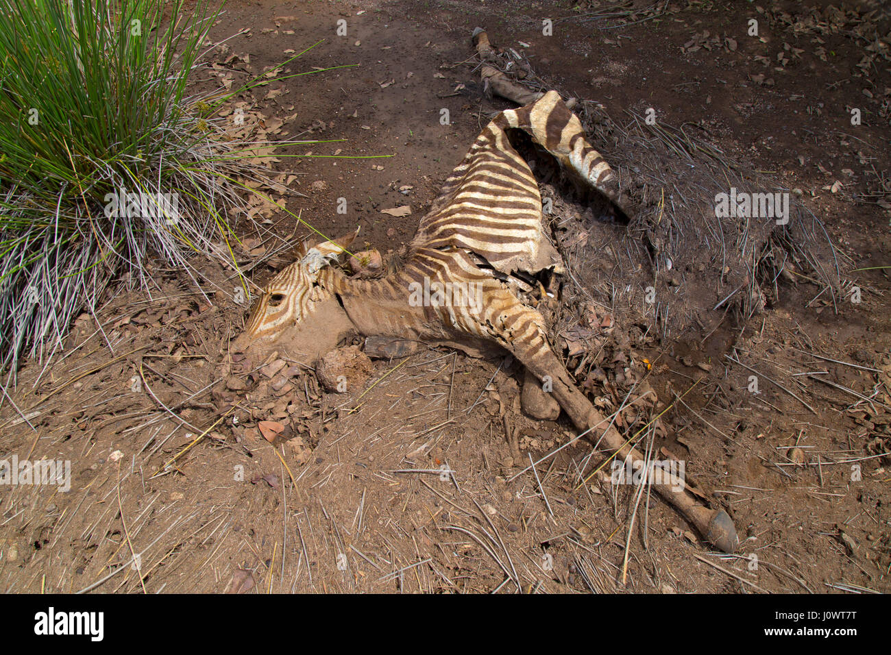 Drought death zebra hi-res stock photography and images - Alamy