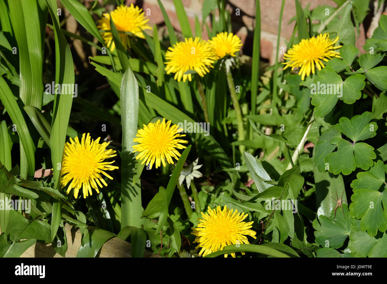 dandelion weed flowering in spring sunshine Stock Photo - Alamy