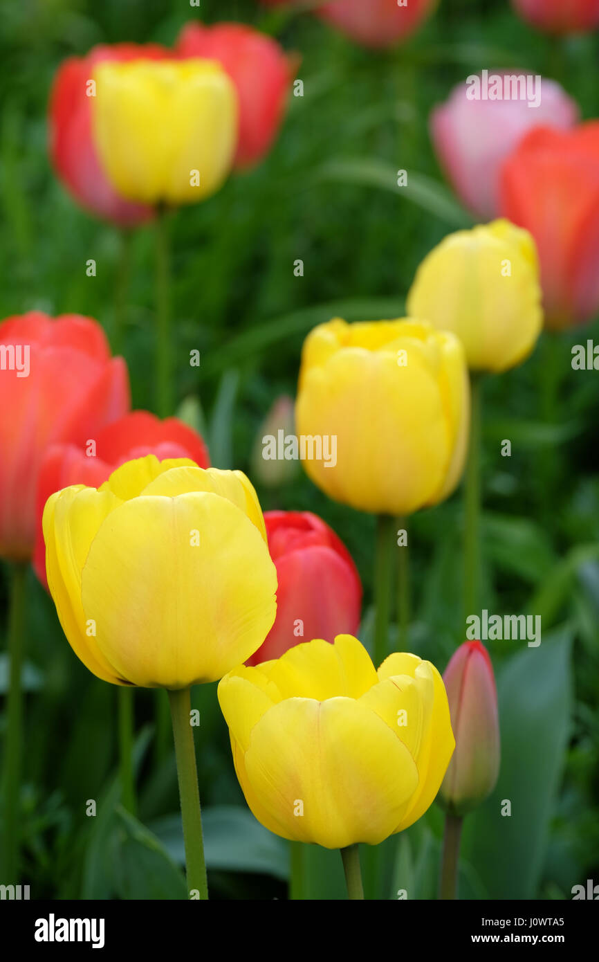 tulips flowering in spring Stock Photo - Alamy