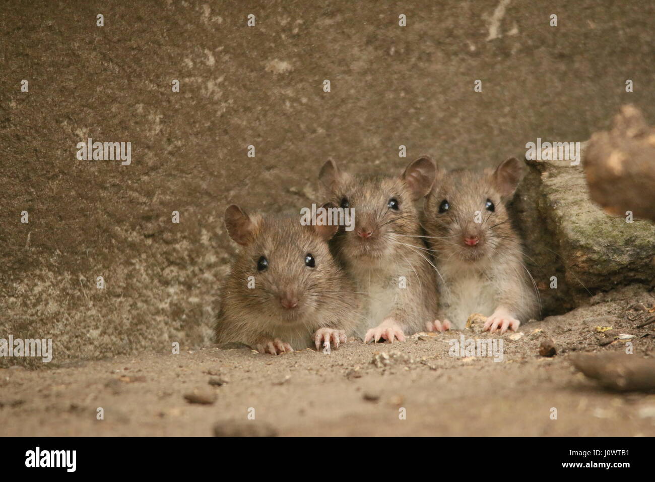 Family of rats hi-res stock photography and images - Alamy