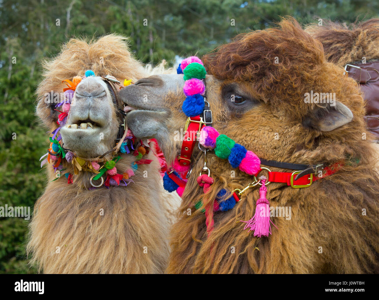 Two bactrian camels with rider hi-res stock photography and images - Alamy