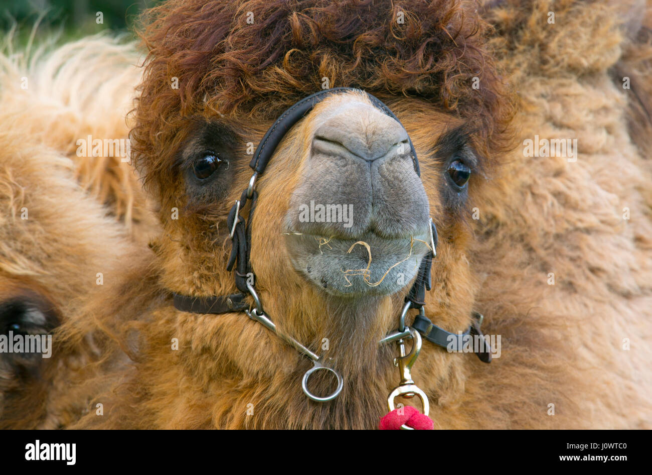 Domesticated Bactrian camels Camelus bactrianus used for camel racing ...