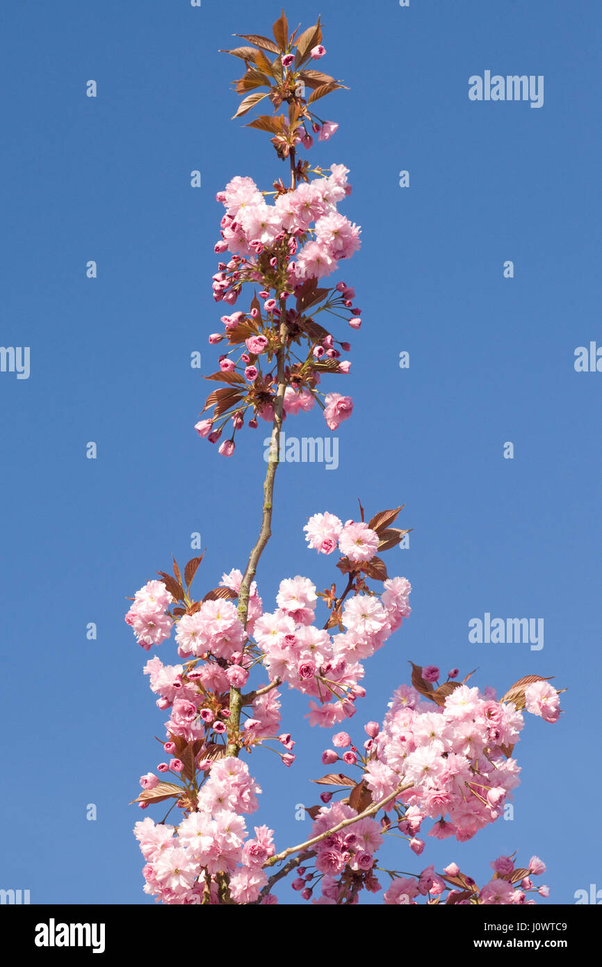 Prunus kanzan hi-res stock photography and images - Alamy