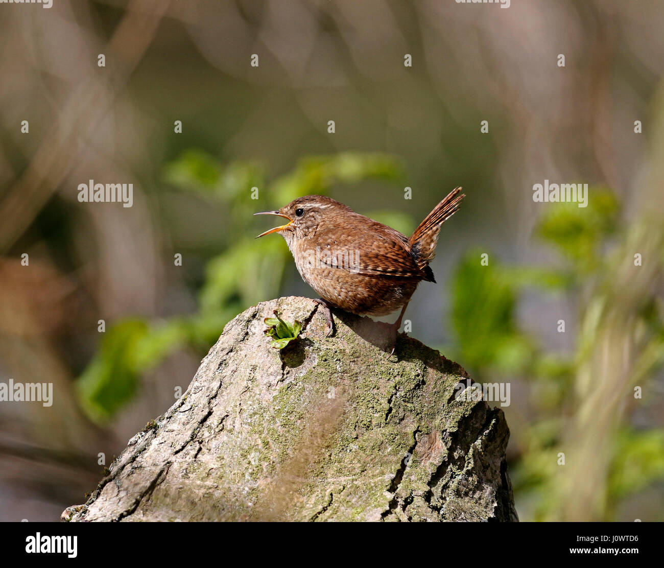Little wren bird hi-res stock photography and images - Alamy