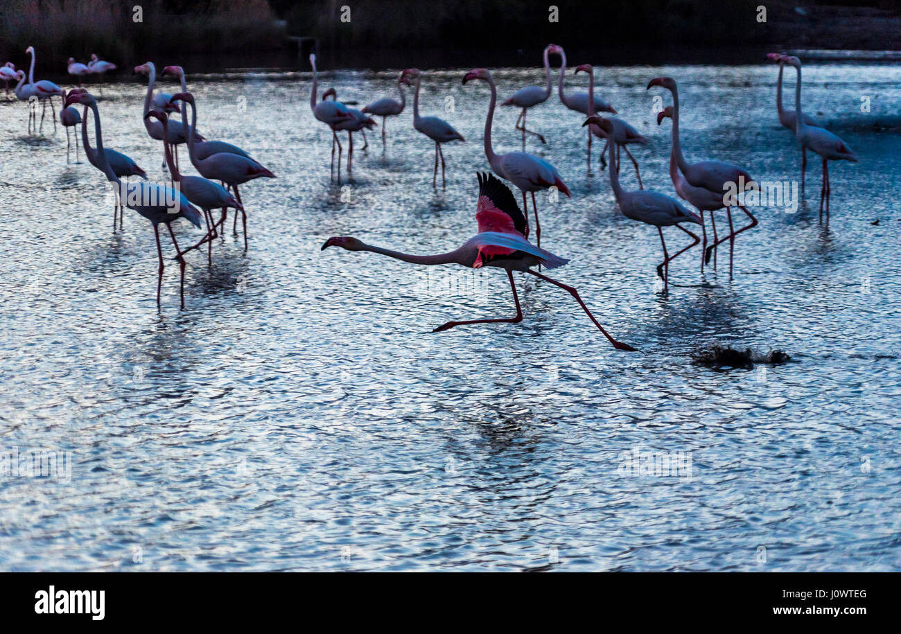 A greater ( pink ) flamingo taking off from the flock at sunset in the ...