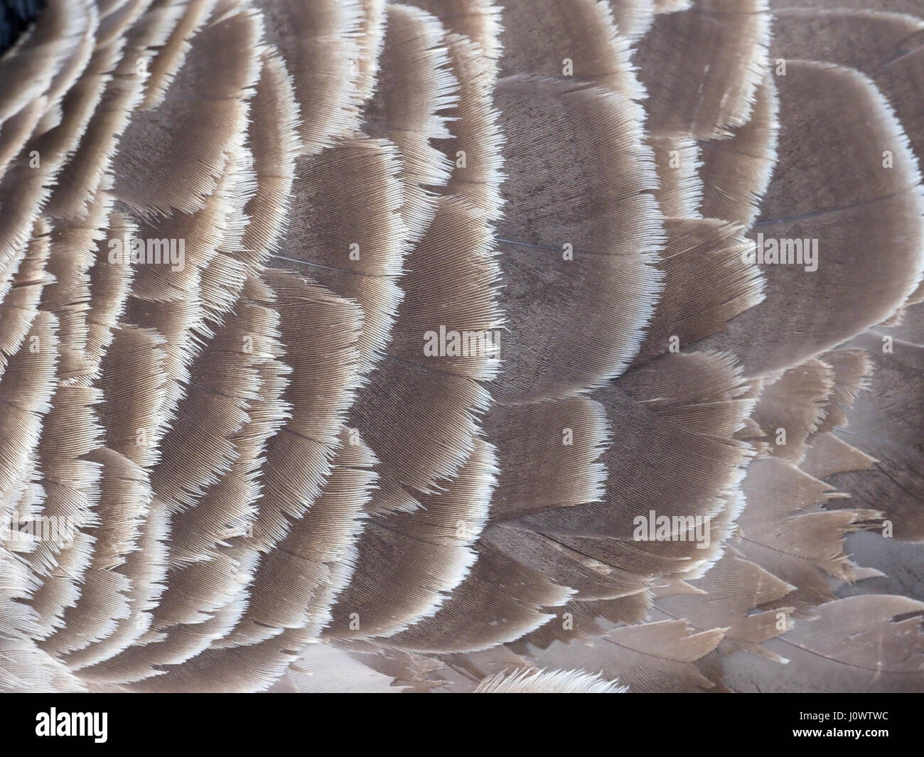 Canada goose, Branta canadensis, Feather deatil on back, Midlands ...