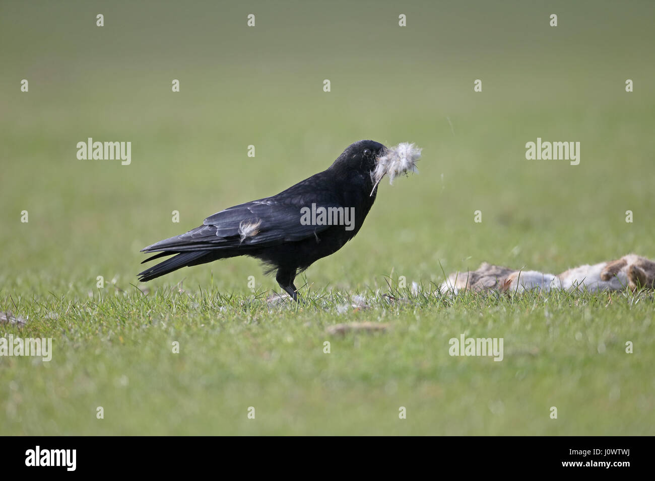 Carrion crow nest hi-res stock photography and images - Alamy