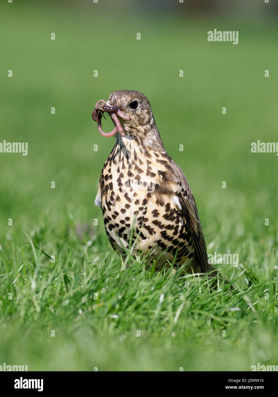 Mistle thrush, Turdus viscivorus, single bird on grass with worms ...