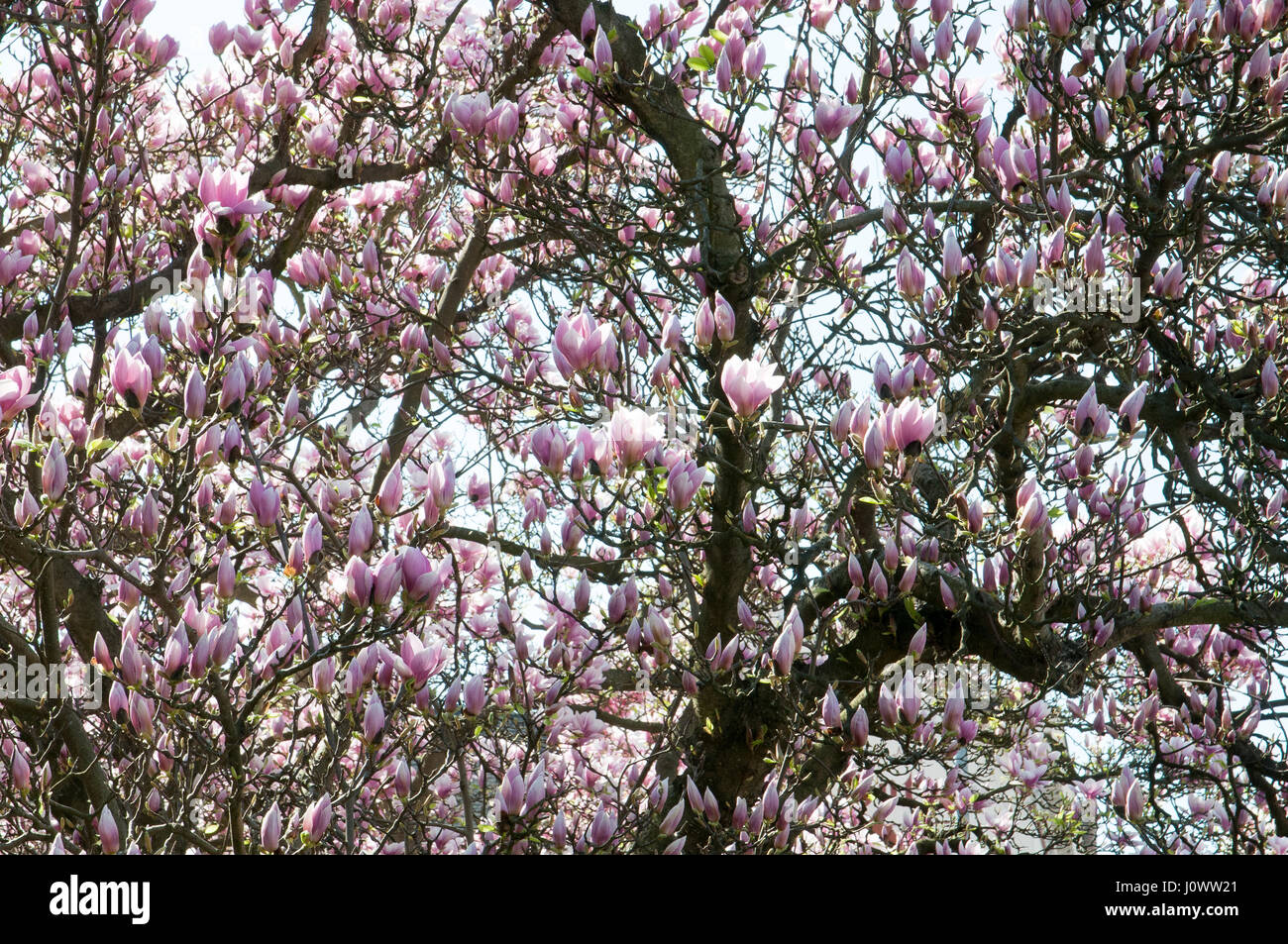 magnolia flower and tree in spring Stock Photo - Alamy