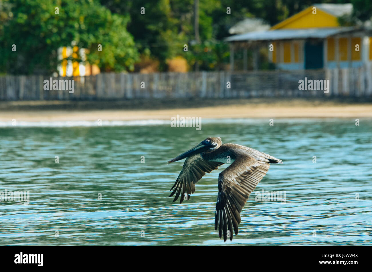 A bird flying low over the ocean. The water is nice and bright and blue ...