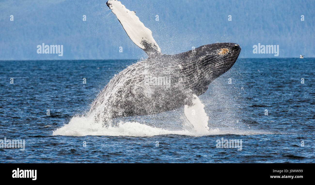 Jumping humpback whale. Chatham Strait area. Alaska. USA Stock Photo ...