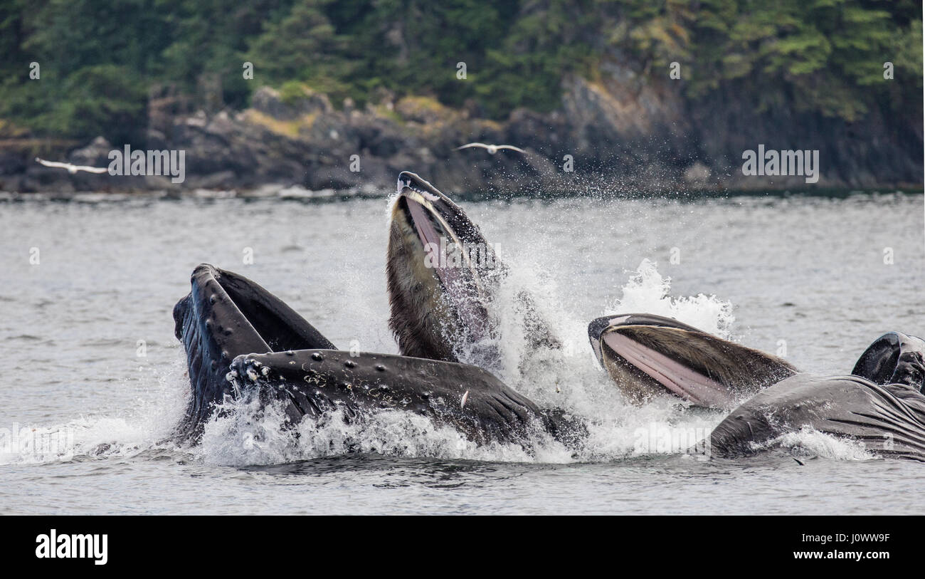 The head and the humpback whale's mouth above the water surface close ...