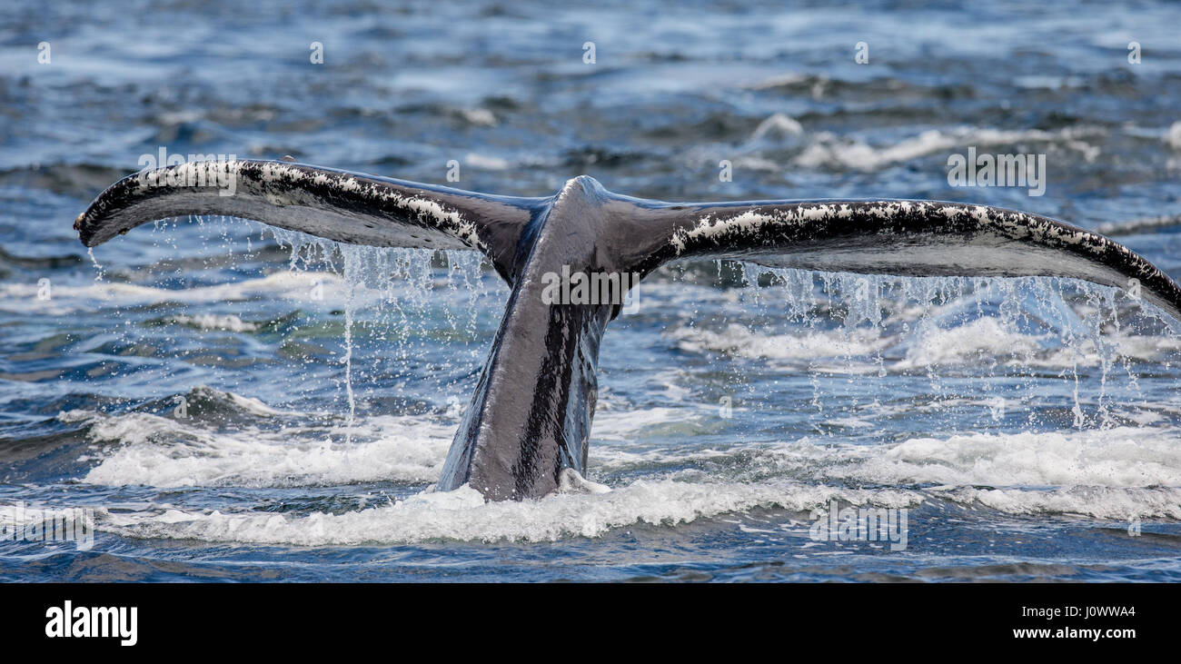 Tail humpback whale above the water surface closeup. Chatham Strait ...