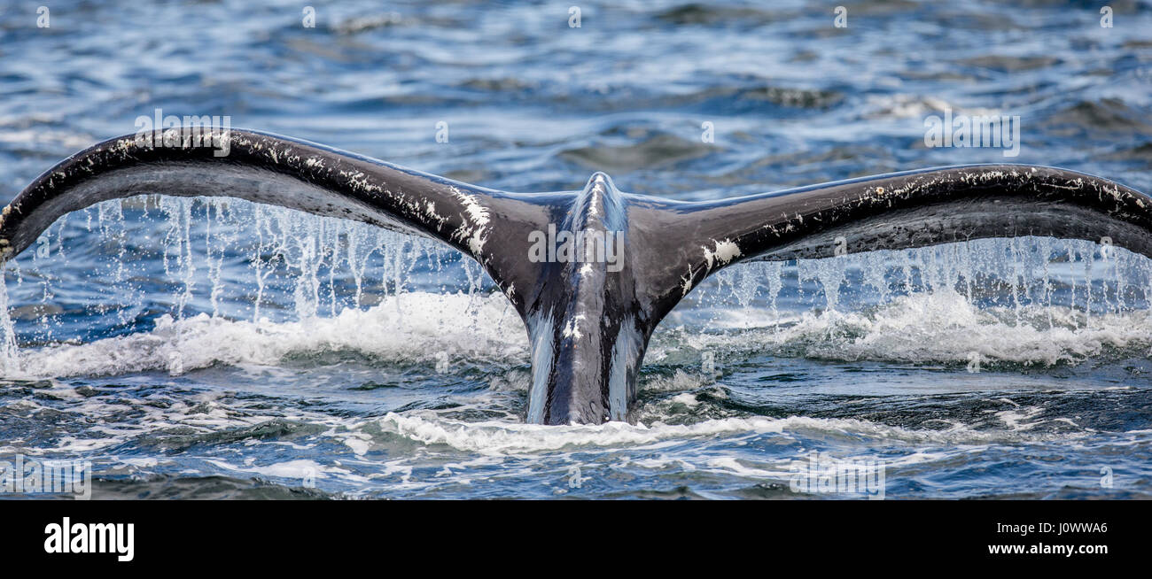 Tail humpback whale above the water surface closeup. Chatham Strait ...