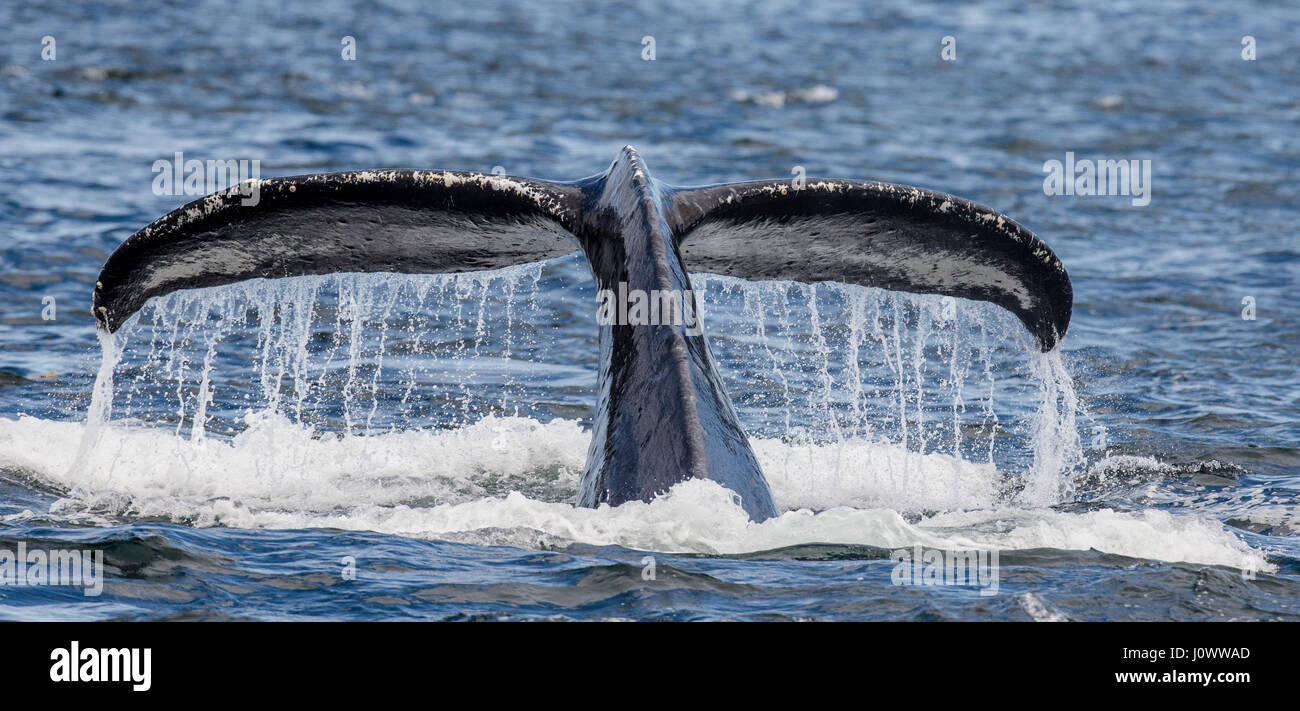 Tail humpback whale above the water surface closeup. Chatham Strait ...