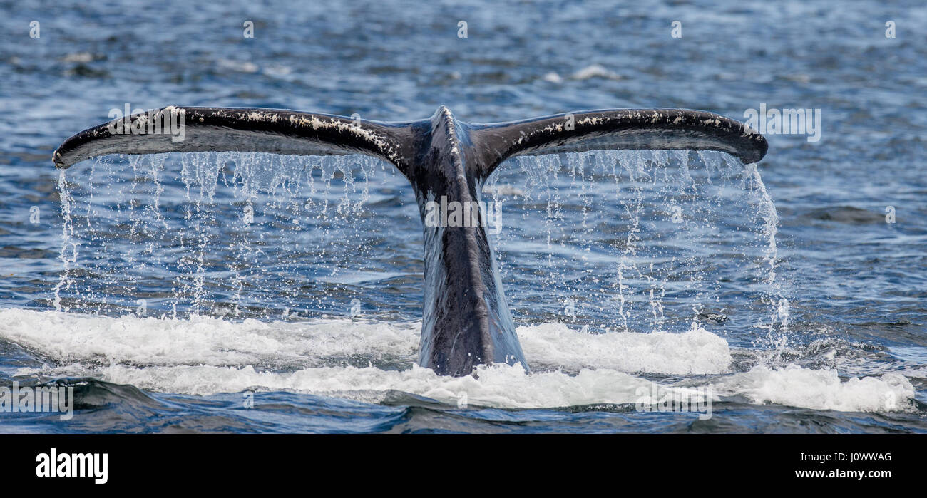 Tail humpback whale above the water surface closeup. Chatham Strait ...