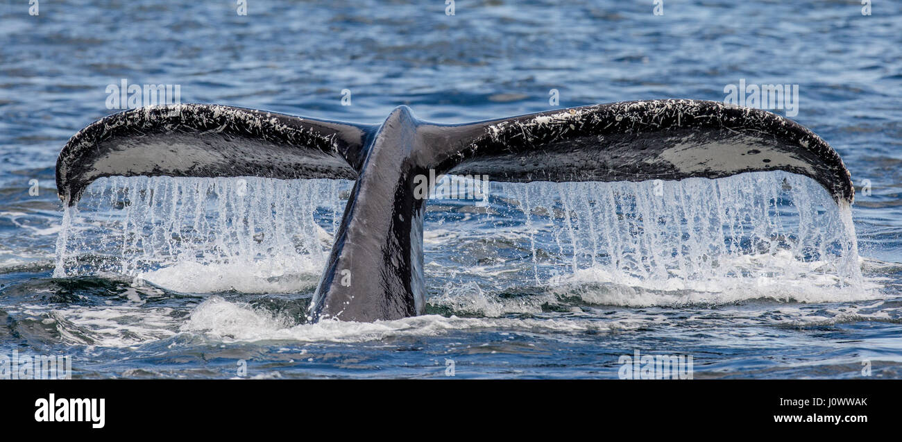Tail humpback whale above the water surface closeup. Chatham Strait ...