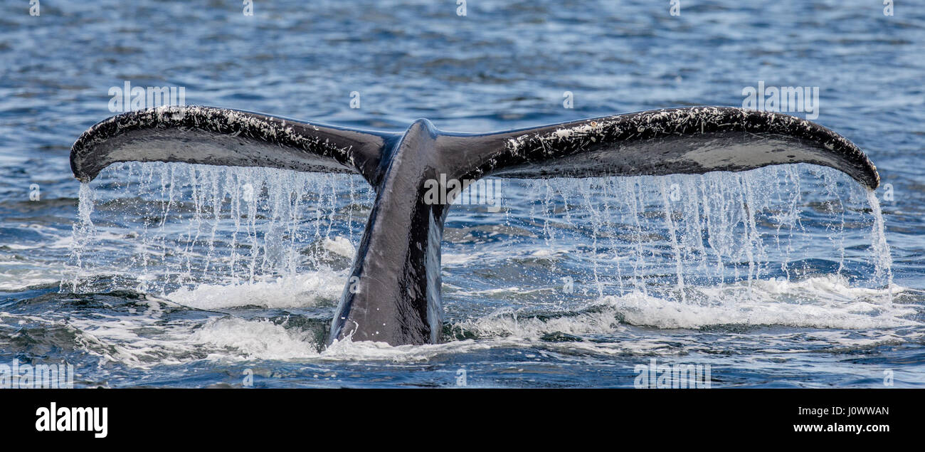 Tail humpback whale above the water surface closeup. Chatham Strait ...