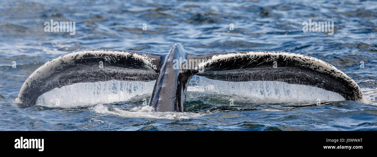 Tail humpback whale above the water surface closeup. Chatham Strait ...