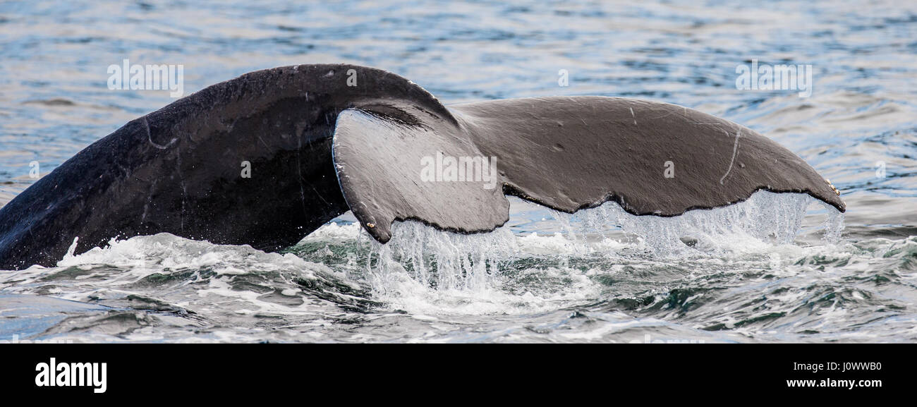 Tail humpback whale above the water surface closeup. Chatham Strait ...