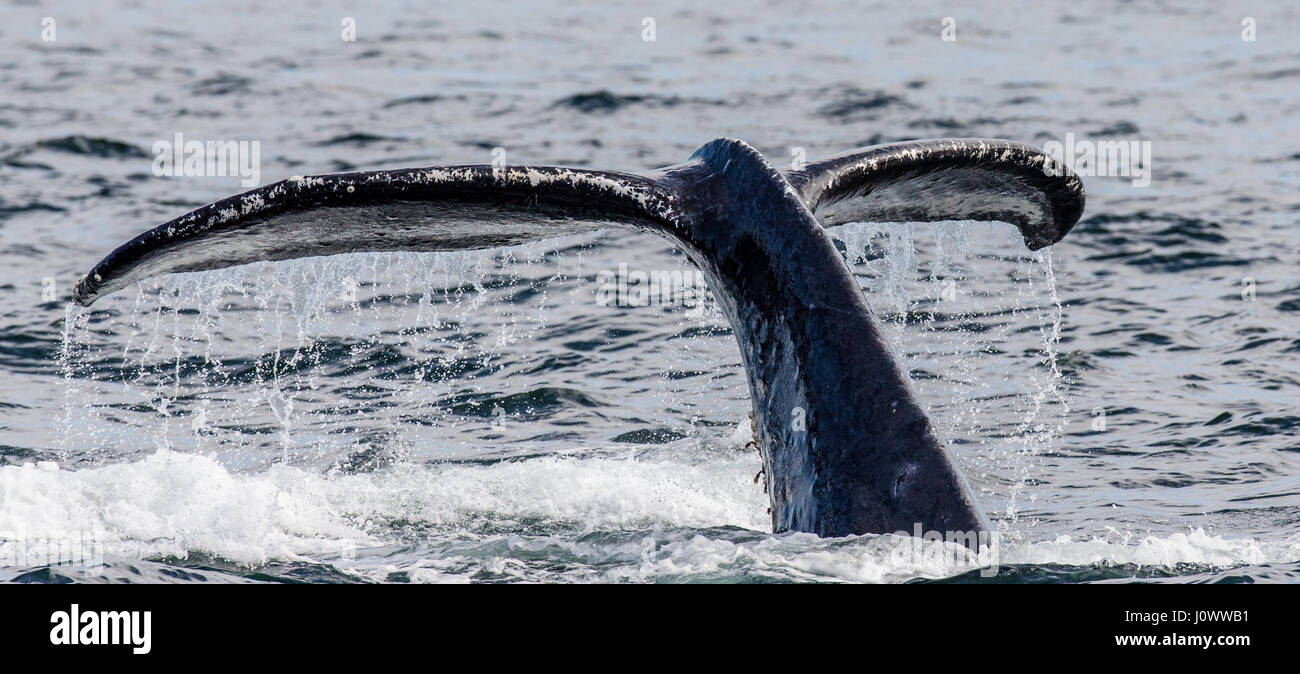Tail humpback whale above the water surface closeup. Chatham Strait ...