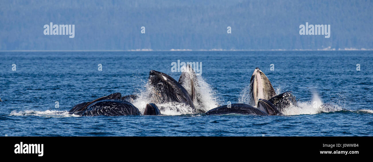 The head and the humpback whale's mouth above the water surface close ...