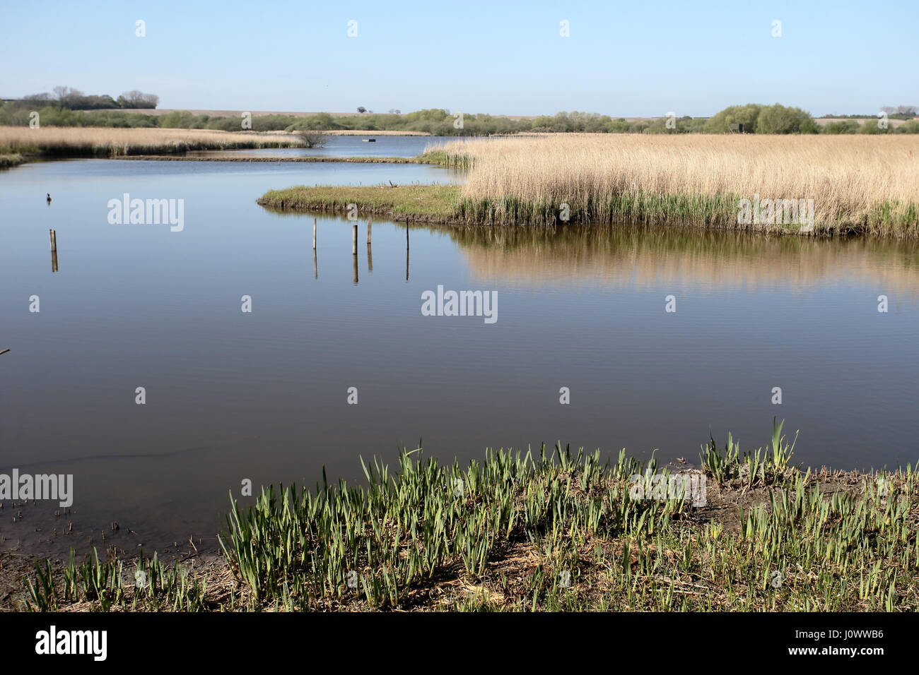 Stodmarsh National Nature Reserve, Kent, April 2017 Stock Photo - Alamy