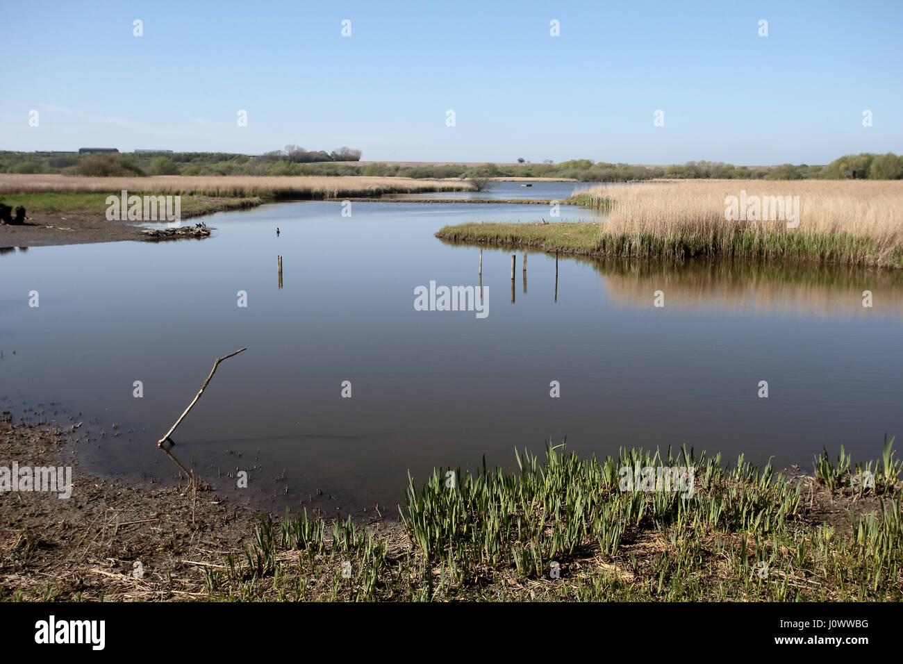 Stodmarsh National Nature Reserve, Kent, April 2017 Stock Photo - Alamy
