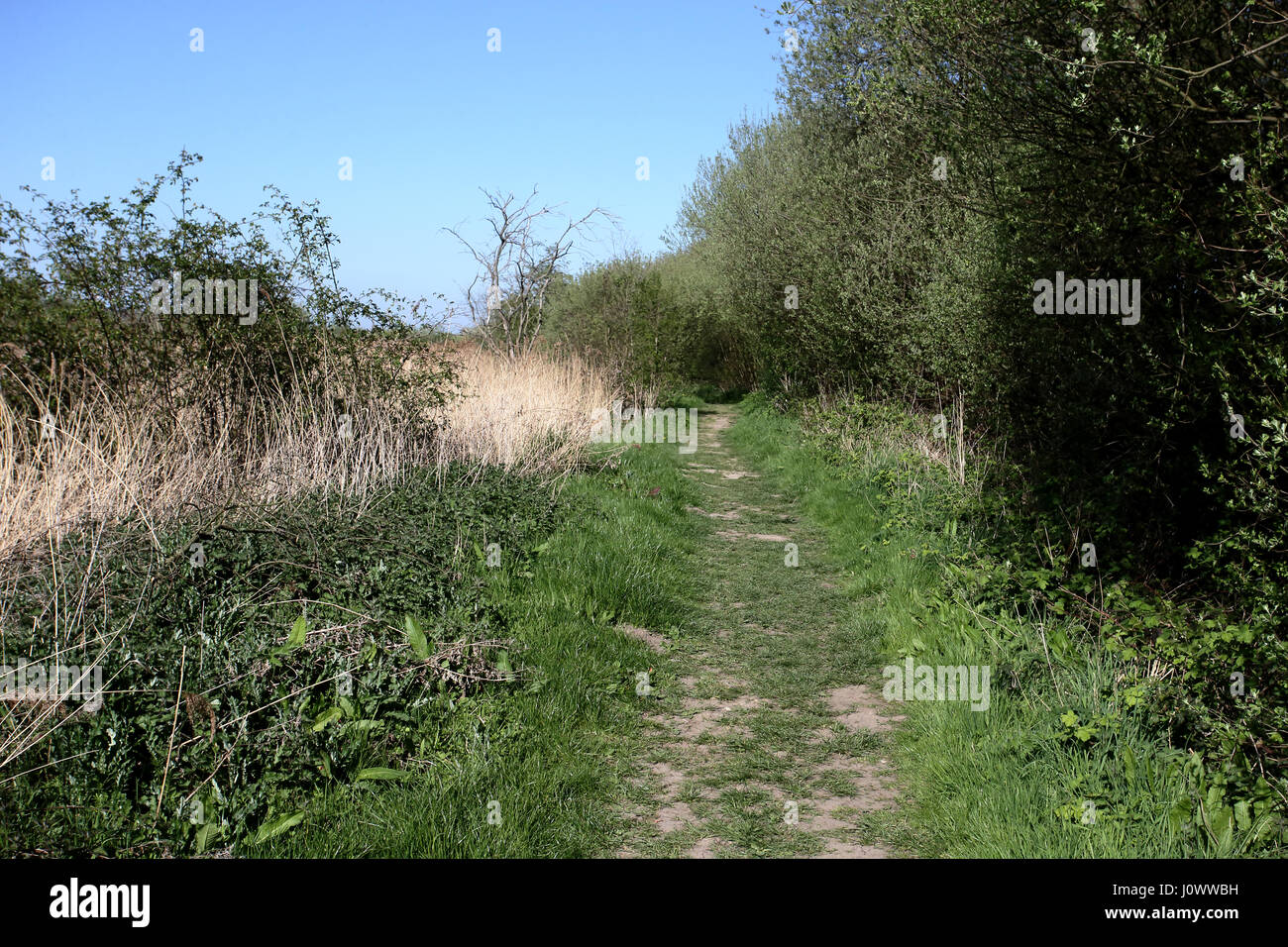 Stodmarsh National Nature Reserve, Kent, April 2017 Stock Photo - Alamy