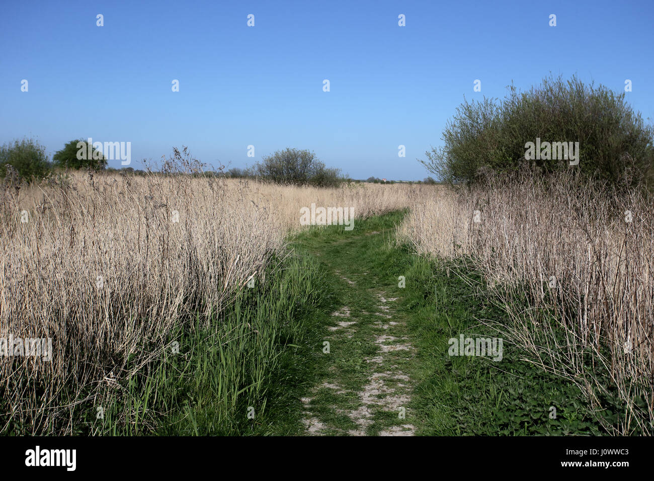 Stodmarsh National Nature Reserve, Kent, April 2017 Stock Photo - Alamy