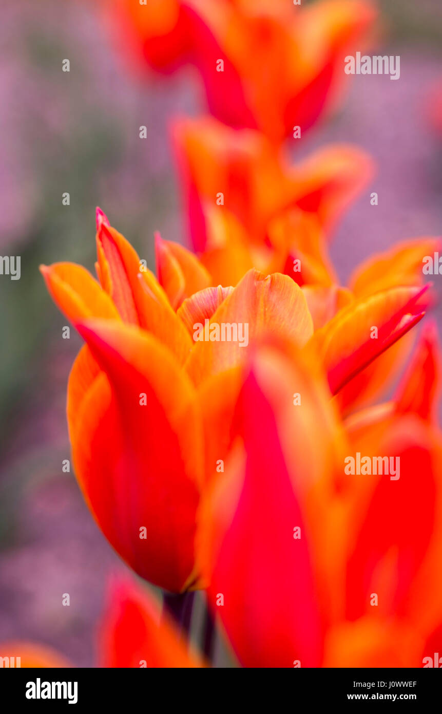 Tulips In Natural Light Stock Photo - Alamy