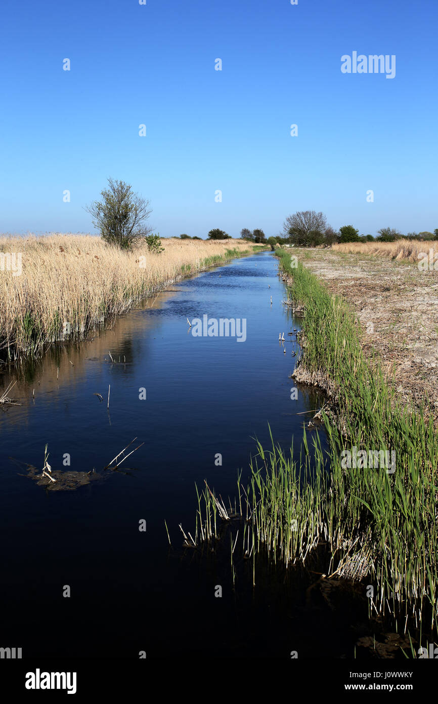 Stodmarsh National Nature Reserve, Kent, April 2017 Stock Photo - Alamy