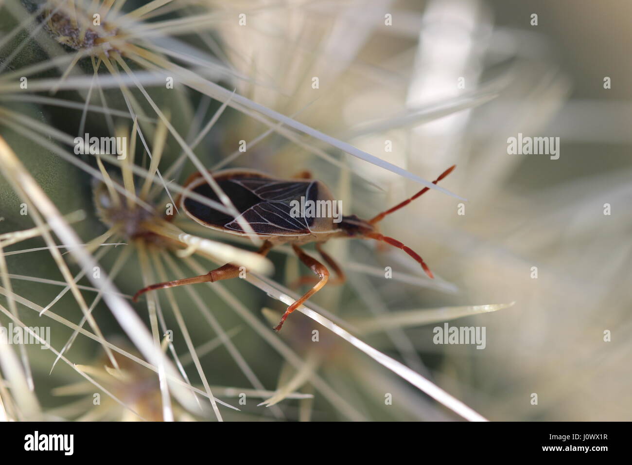 Desert insects hi-res stock photography and images - Alamy