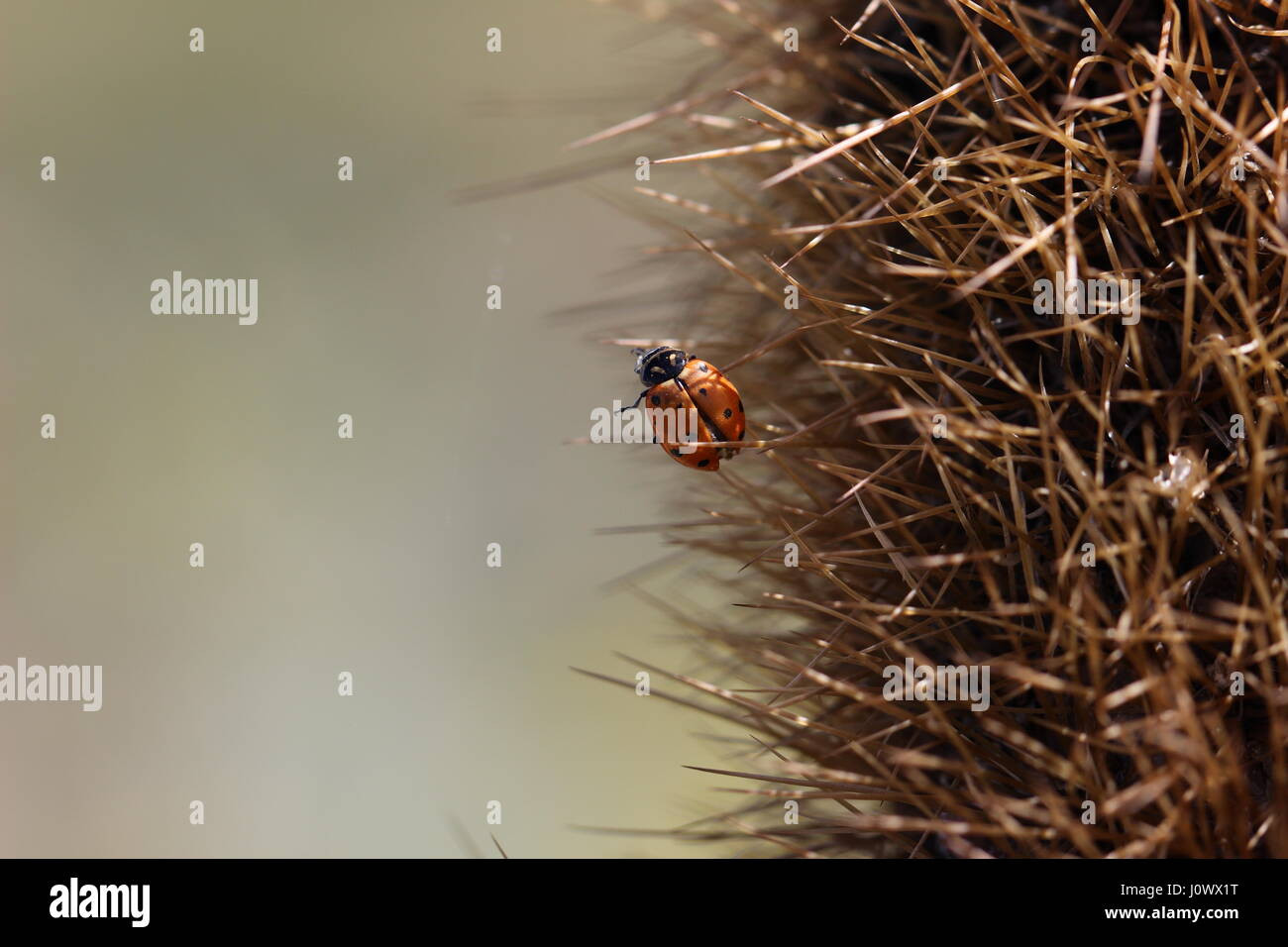 Ladybeetle ladybug hi-res stock photography and images - Alamy