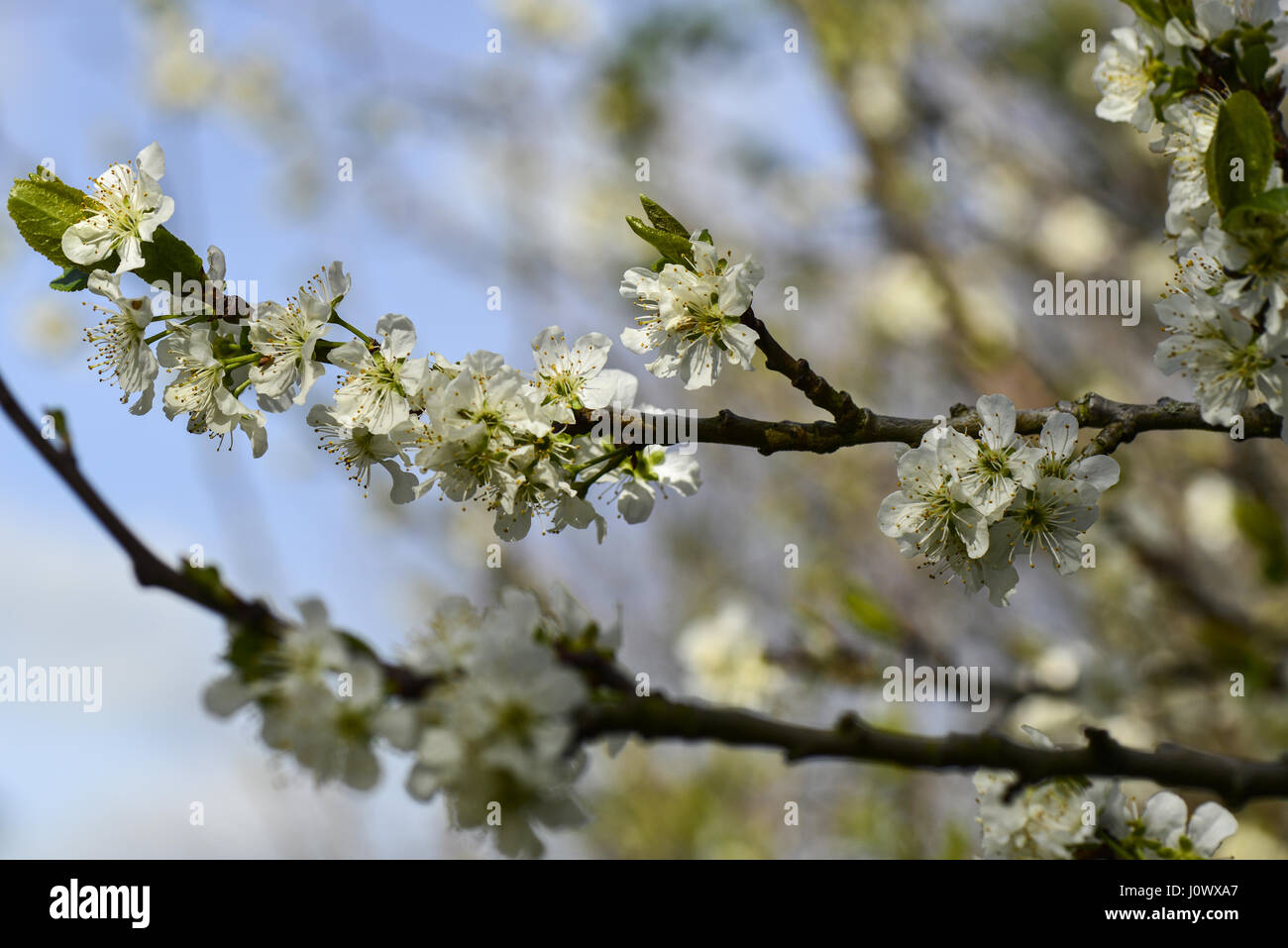 Greengage tree hi-res stock photography and images - Alamy