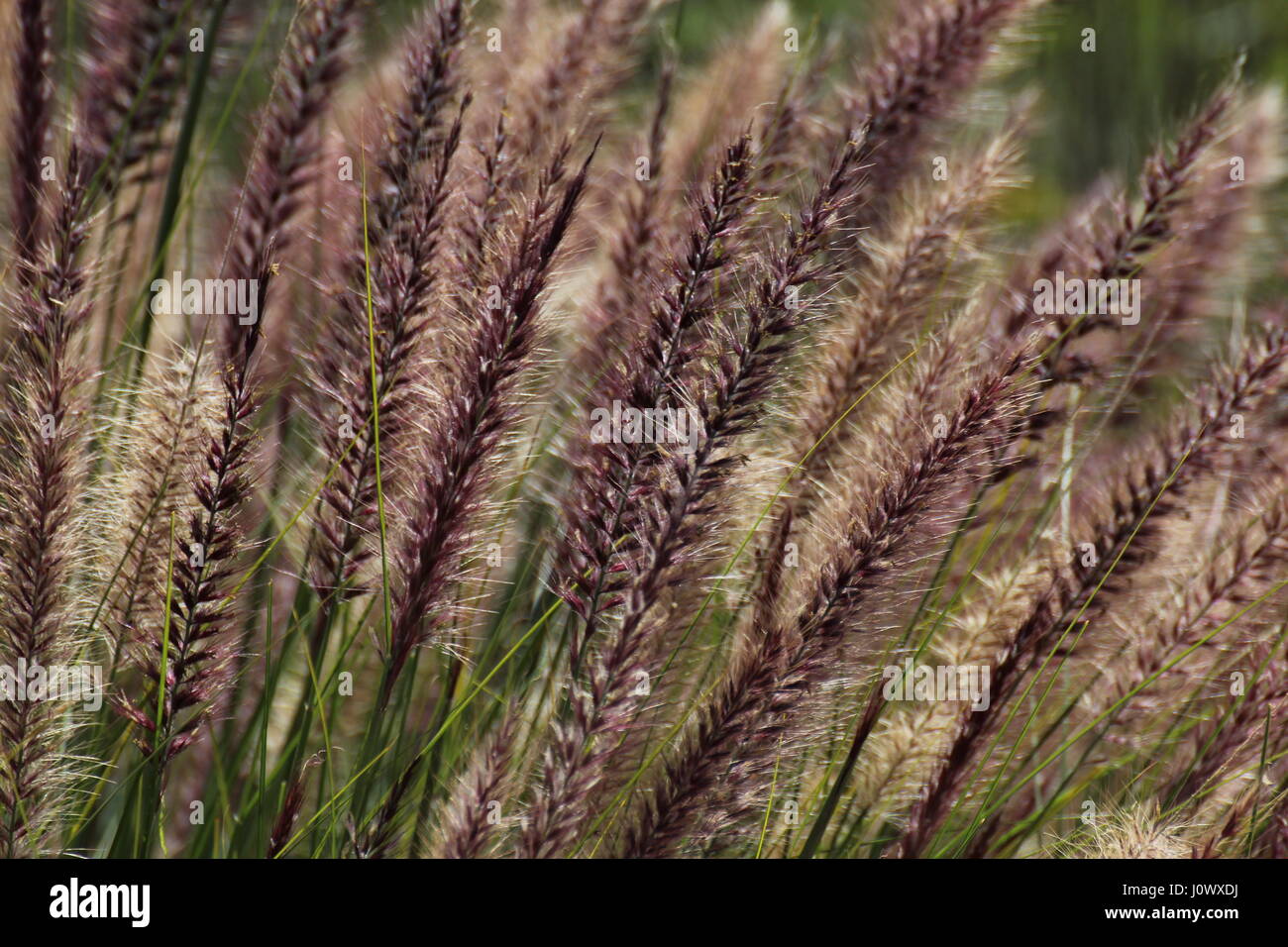Purple fountain grass hi-res stock photography and images - Alamy