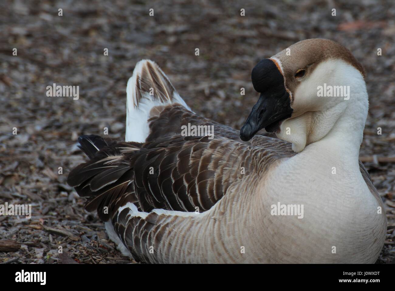 Chinese water birds hi-res stock photography and images - Alamy