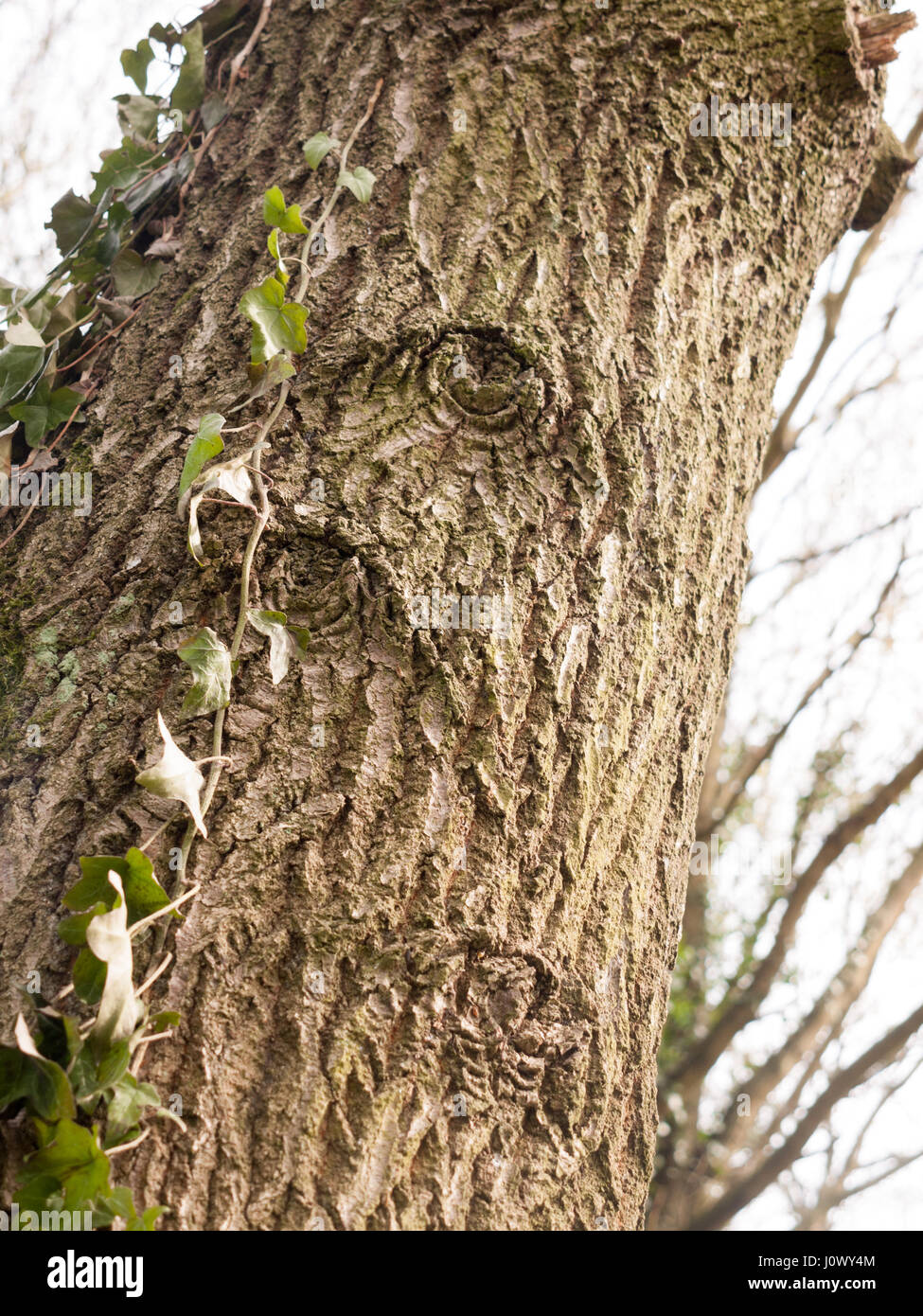 Sideways Bark Leading up with Face in it and Leaves Hanging with a ...