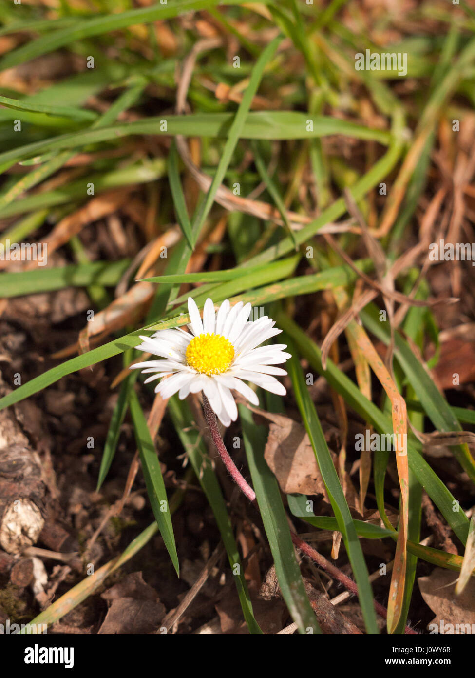 Horizontal White Daisy Flower Head with High Detail and Sunlight, with ...