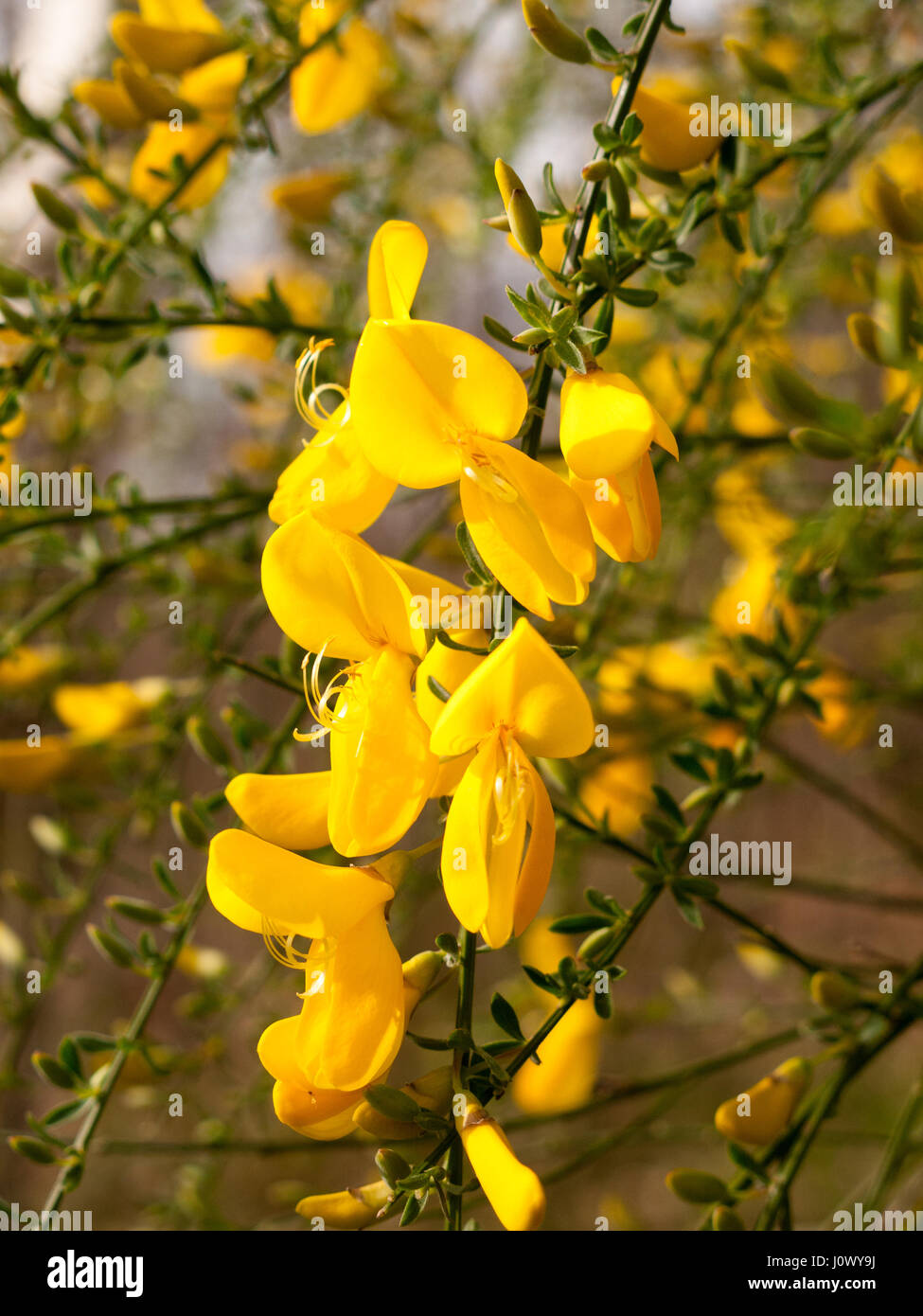 Stunning Dangling Golden Gorse Flower Petals And Heads in the Bright ...