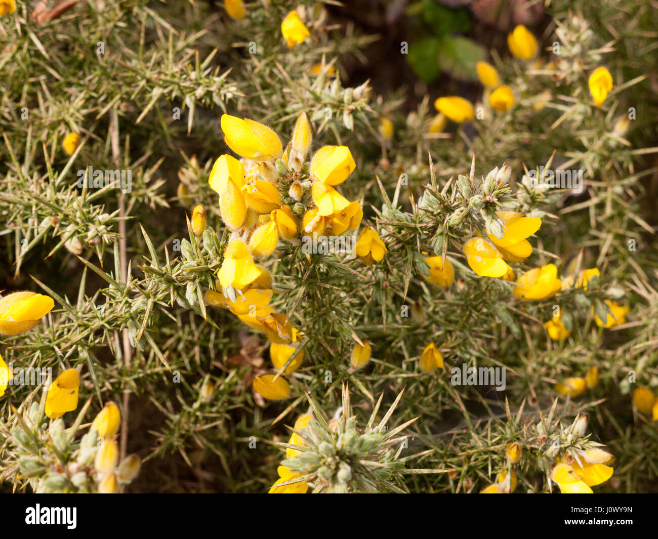 Yellow Gorse Flower Heads in the Spring Sun Light Golden and Bright ...