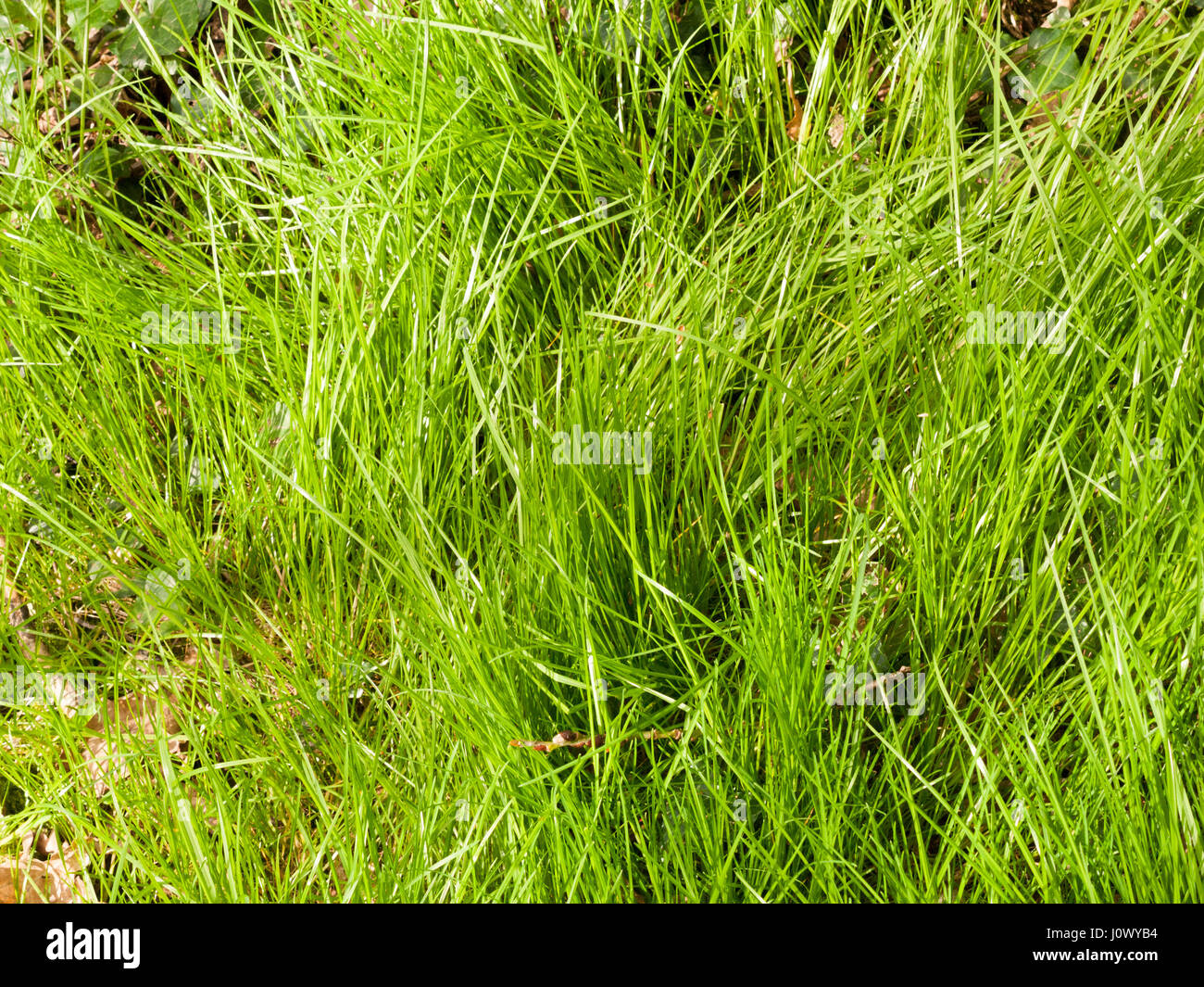 Lovely Lush Bright Green Grass with Lots of Light and Colour and ...