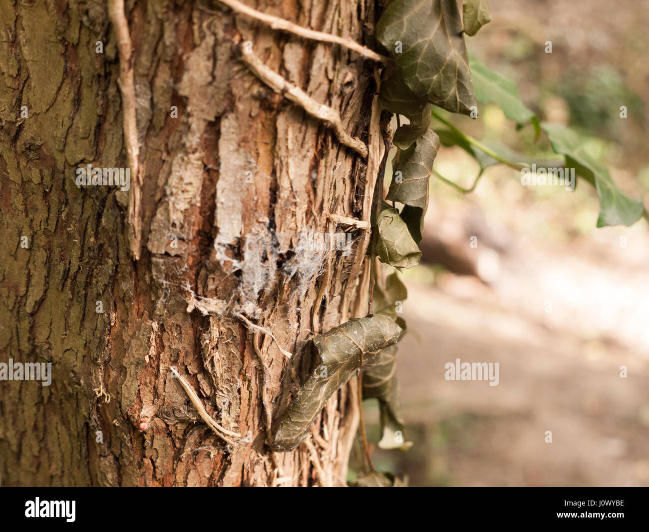 Brown and Golden Tree Bark Up Close with Leaves and Twigs Hanging on in ...